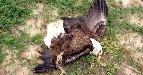 Bald Eagles Keep Dying Because Of Lead Poisoning And No Ones Talking