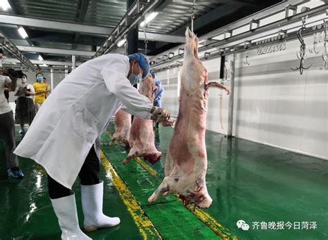 記者實探附組圖全省首家獲得合法資質的牛羊肉集中屠宰單位是這樣工作的 每日頭條