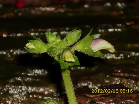 山野遊蹤 No101 烏子草 佛氏通泉草、匍莖通泉草