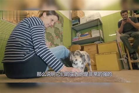 凶猛老虎大战巨型野猪，直接被锁喉！场面太残忍了野猪场面大战
