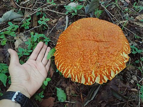 アカヤマドリを採ろう おいしい山菜きのこ図鑑