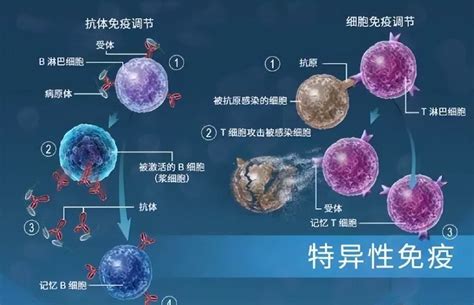 为何有人至今仍未感染新冠？真有人天生就能对它免疫吗？答案来了
