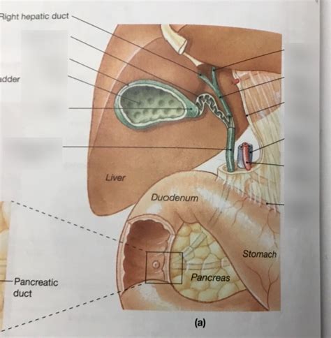Gall Bladder Diagram Quizlet
