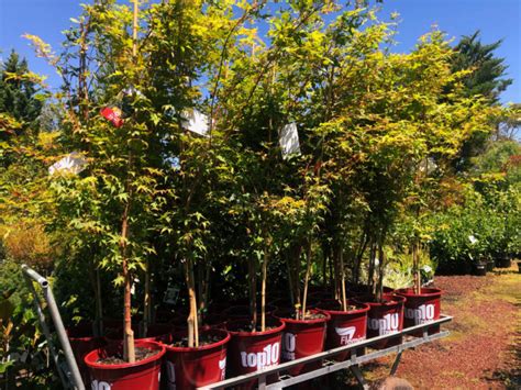 Japanese Maple Sango Kaku — Rockbank Nursery