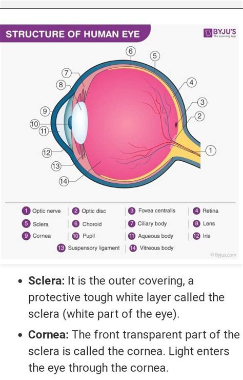 What Are The Deffects Of Human Eye How Can They Be Corrected Explain