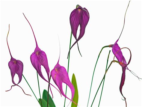 Masdevallia Machu Picchu — Ecuagenera Orquídeas Del Ecuador