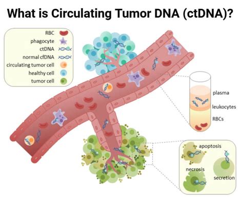 Circulating Tumor DNA CtDNA Sequencing Principle Steps Uses