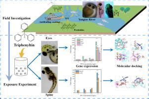 Danio Rerio Science Of The Total Environment