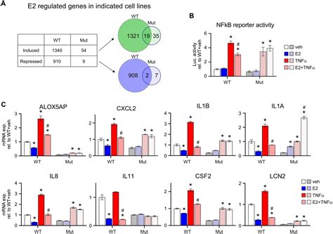 Frontiers Disruption Of Estrogen Receptor Betas Dna Binding Domain