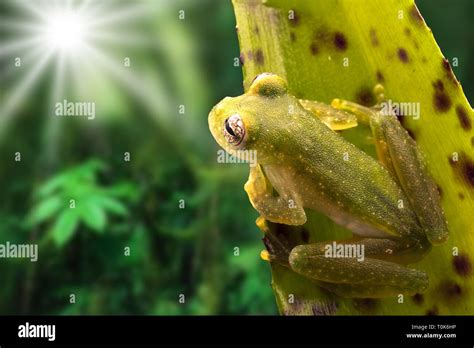 Ranas De La Selva
