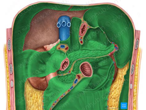 Parietal Peritoneum 7879 Kenhub Image License Store