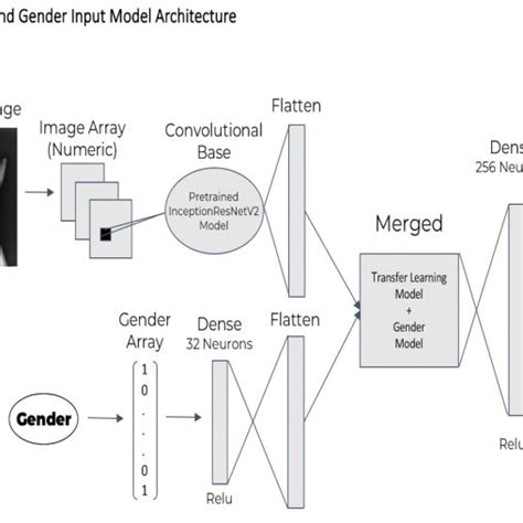 model 3 image input with transfer learning concatenated with gender