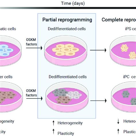 Generation Of Csc And Reprogramming Of Cancer Cells Genetic And Download Scientific Diagram