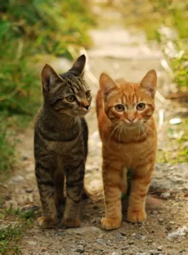 Tabby Vs American Shorthair Breed Comparison Mycatbreeds