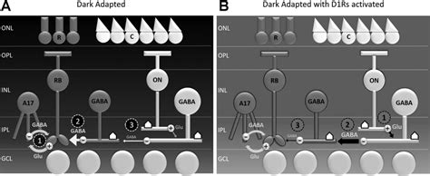 Sources Of Inhibition To Rod Bipolar Cells Under Dark Adapted