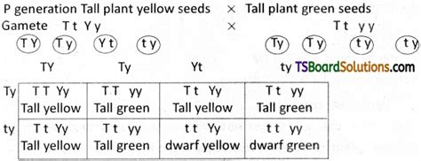 TS Inter 2nd Year Botany Study Material Chapter 9 Principles Of