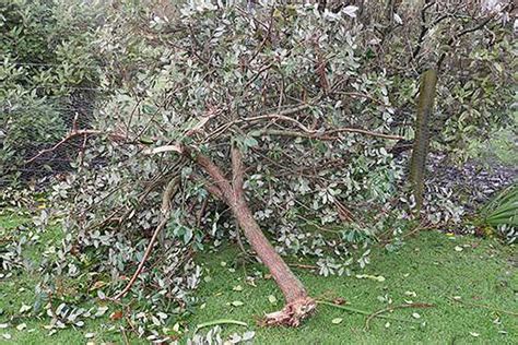 Sunlive Tornado Rips Through Katikati The Bays News First