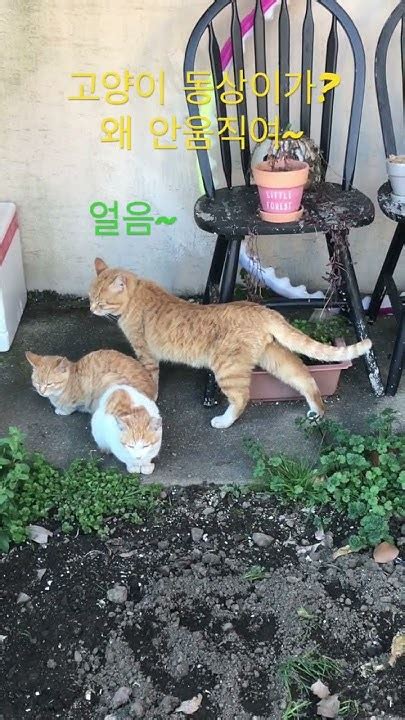 고양이 얼음 땡 놀이~ Youtube