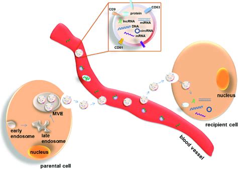 Circulating Exosomes Mediate Cell To Cell Communication At Distant