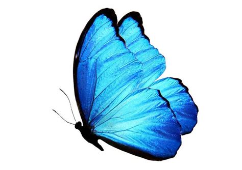 Blue Butterfly Spiritual Meaning Symbolism Full Guide