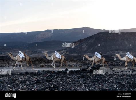 Africa Djibouti Lake Assal A Traditional Camel Caravan Is Leaving