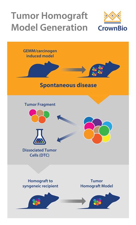 Tumor Homograft Model Generation Dissociated Tumor Cells Vs Tumor Fragments