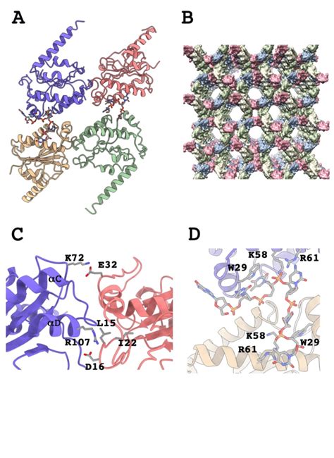 X Ray Structure Of Obd Ssdna Complex A Overall View Of The