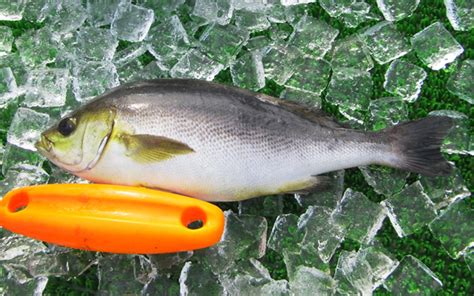 放流魚一覧 大阪海上釣り堀サザン