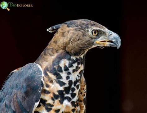 Crowned Eagle Stephanoaetus Coronatus Bioexplorer
