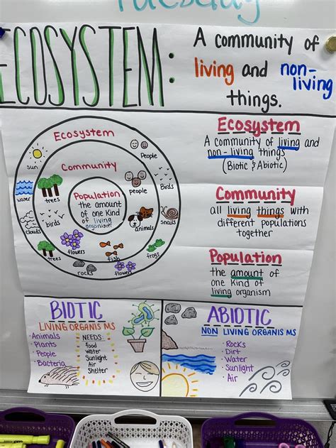 Introduction To Ecosystem Anchor Chart For Elementary Middle And High