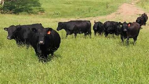 Australian Lowline Cattle Breed Everything You Need To Know