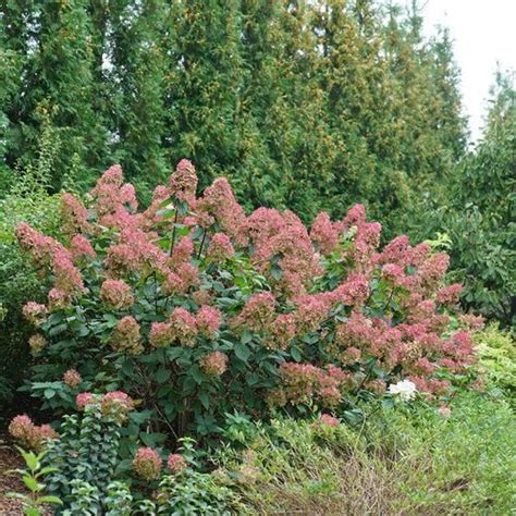 Hydrangea Paniculata Smhpfl Pp25135 ~ Fire Light® Hardy Hydrangea Panicle Hydrangea