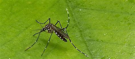 Two Cases Of Dengue Fever Confirmed In Oti Region
