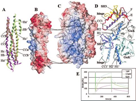 Architecturalstructural Models Of Dimeric Occludin C Termini A And B Download Scientific