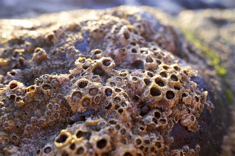 Closeup Of Porous Stones With Holes At Beach Hag Stones Also Known As