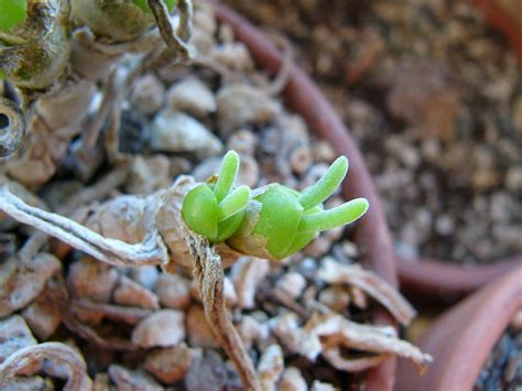 MONILARIA Moniliforme 10 Seeds Rare Cactus Succulent Plant - Etsy