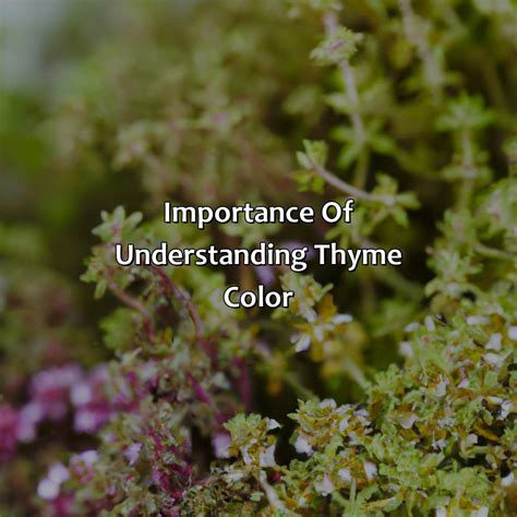What Color Is Thyme