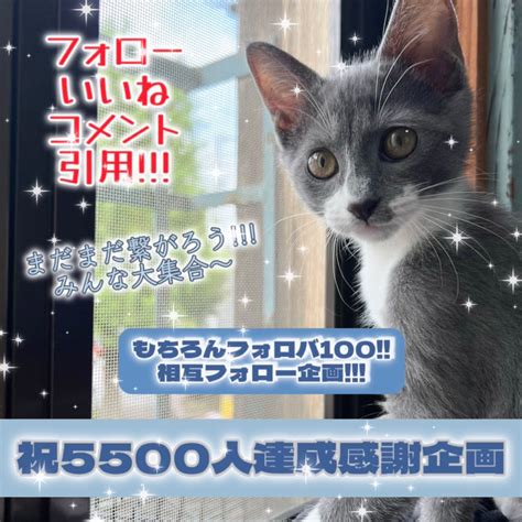 ⋆┈┈┈┈┈┈┈┈┈┈┈┈┈┈⋆ 祝5500人達成 感謝拡散企画 ⋆┈┈┈┈┈┈┈┈┈┈┈┈┈┈⋆ 🕊今日も1日お疲れ様です🕊