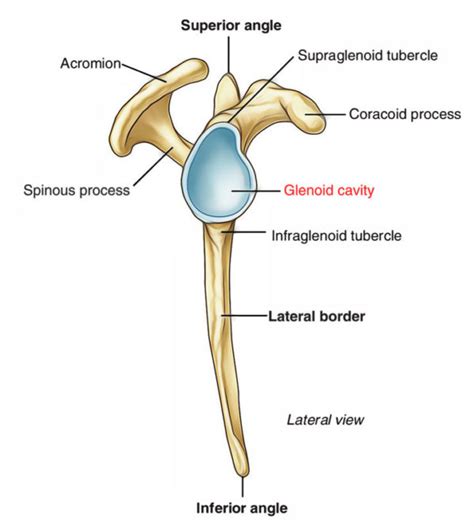 Glenoid Cavity Earths Lab