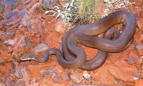 The Secret Life Of The Pilbara Olive Python Particle