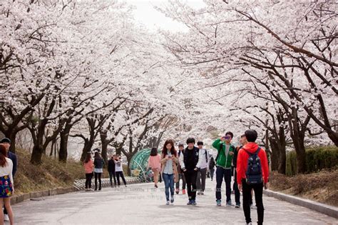 단국대학교 천안캠퍼스 벚꽃풍경 벚꽃길 네이버 블로그