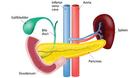 What Is The Gallbladder And What Does It Do Everyday Health