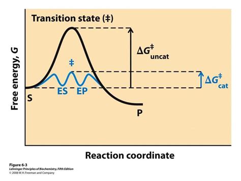 Visualization Of Reaction Coordinate Diagram Enhanced By Catalyst