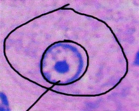 Histo Nucleus Flashcards Quizlet