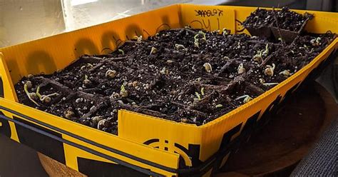 We Buy Houses Signs Turned Into Seedling Starters For The Community