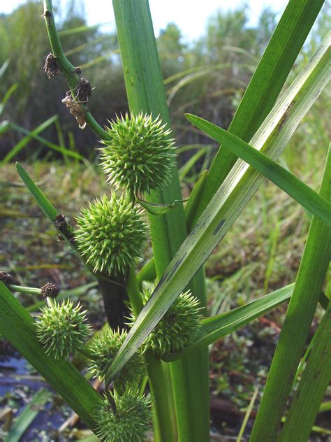 Sparganium Androcladum Branched Bur Reed Go Botany