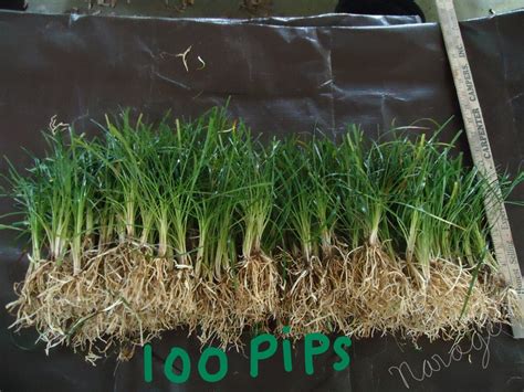 Standard Mondo Grass 100 Pips Every Green Ground Cover Etsy