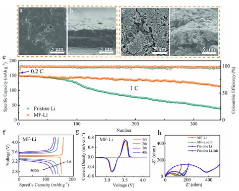 Cycling Performance Of The Mf Lilfp Cell And The Lilfp Cell At The Download Scientific