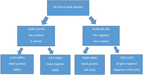 Real Time Pcr Assay For Detection Of Staphylococcus Aureus Panton Valentine Leucocidin And