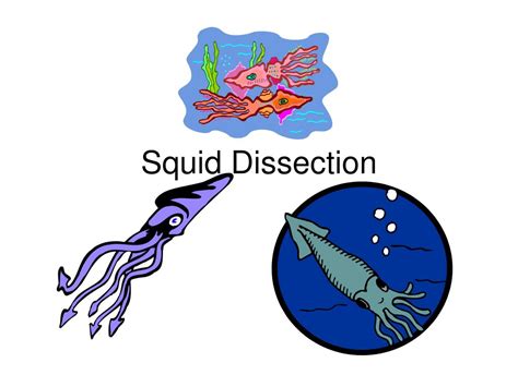 Ppt Squid Dissection Powerpoint Presentation Free Download Id 1820968